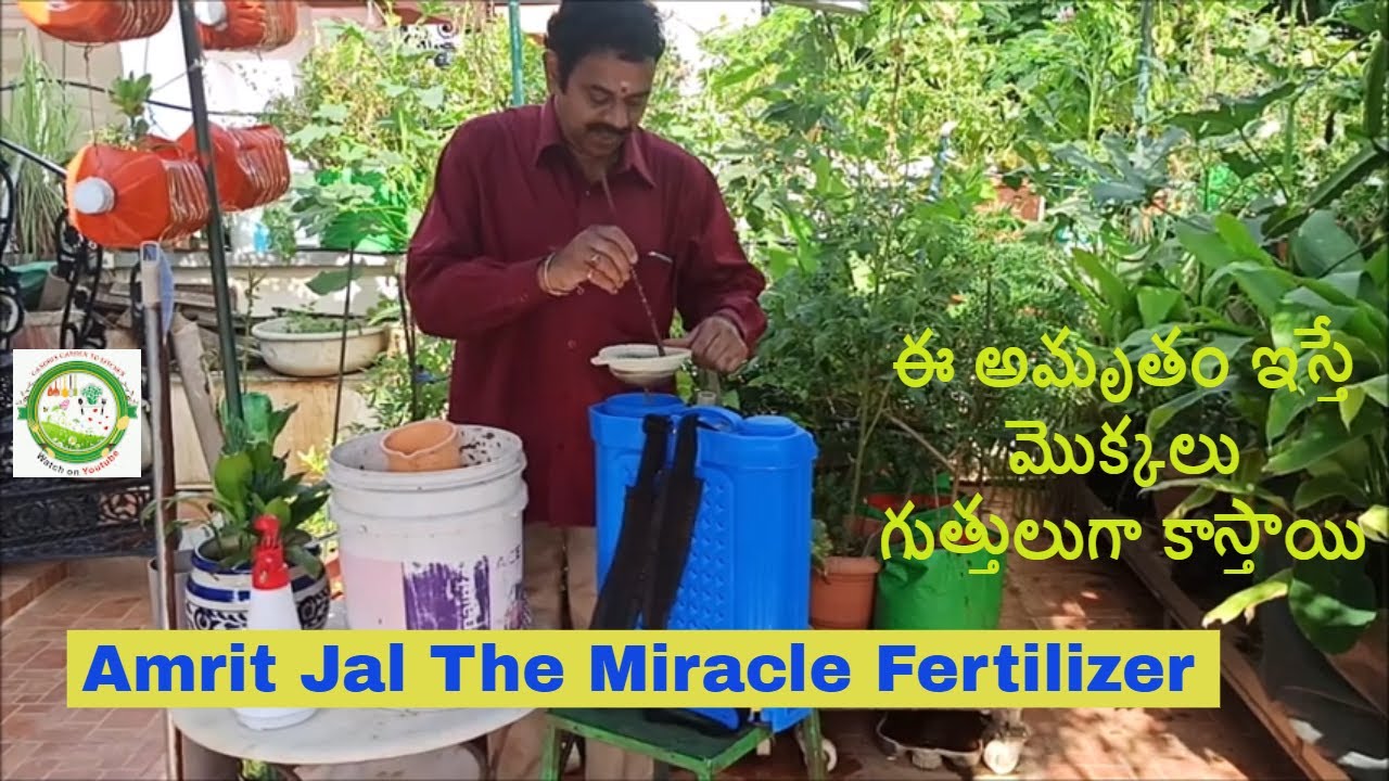 Amrut Jal | Miracle fertilizer for Plants | ఈ అమృతం ఇస్తే మొక్కలు ...
