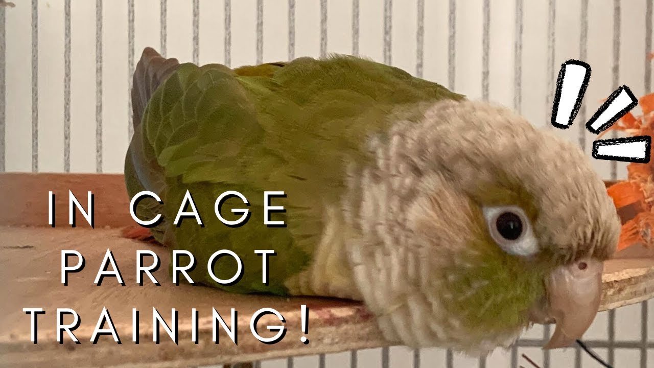 How To Train Your Parrot In The Cage | Advantages & Methods ...