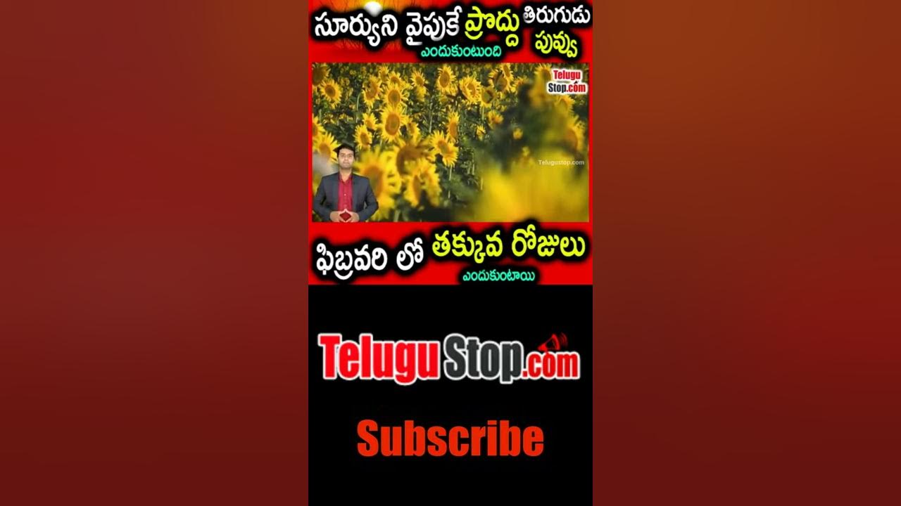 Why Sunflower Poddu Tirugudu Turns Towards Sun Why Only 28 Days why-sunflower-poddu-tirugudu-turns-towards-sun-why-only-28-days