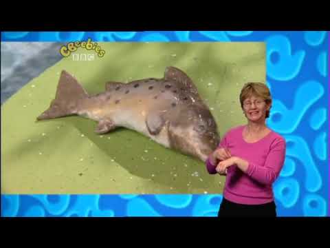 CBeebies postman pat sign zone - YouTube