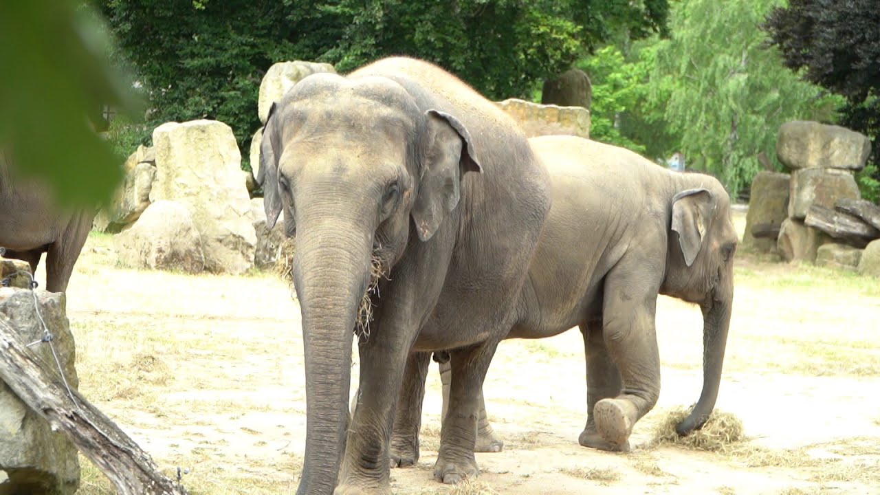 Sloní rodina v Zoo Praha: Stádo slonů indických zahrnuje všechny věkové ...