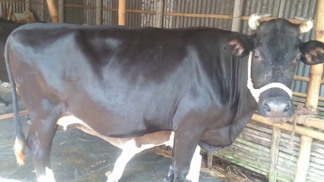Cow Farming Pabna, Bangladesh|| For sale any type Cow|| 01971-843088 ...