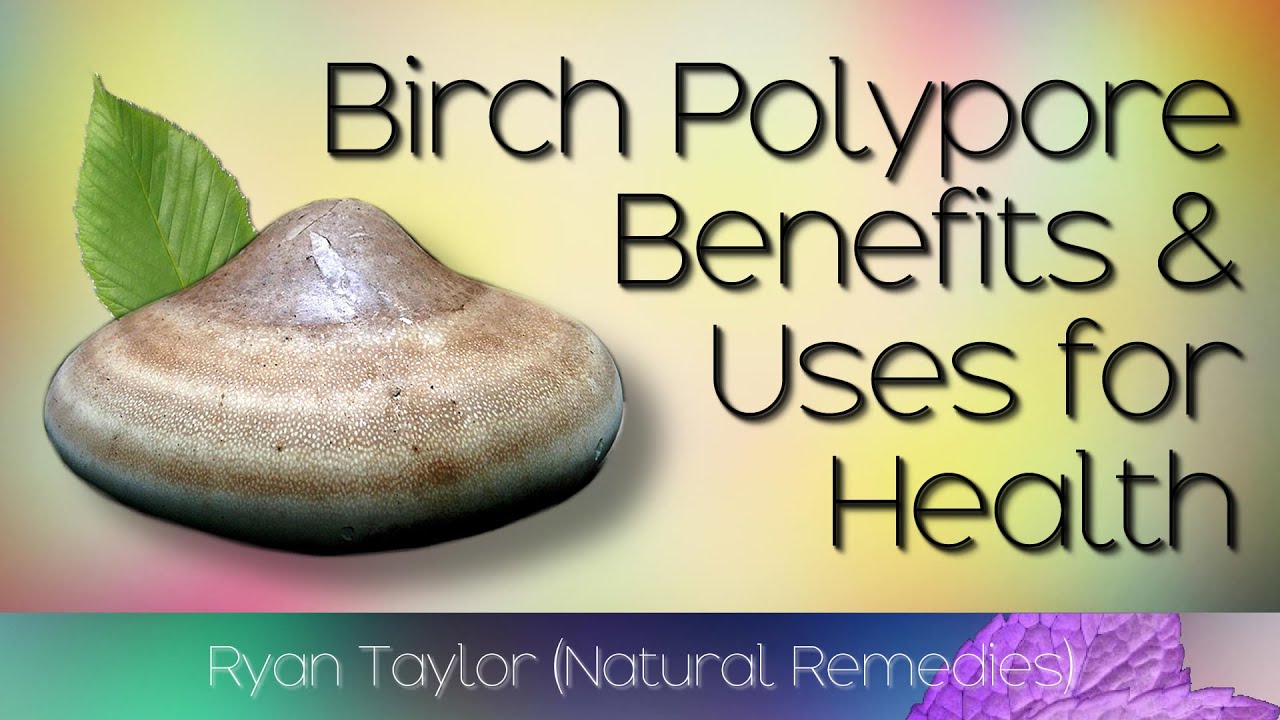 Birch Polypore: Benefits and Medicinal Properties - YouTube