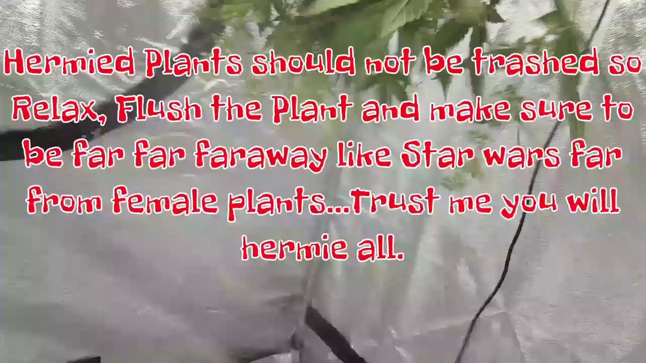 #21 4x4 Hermied (Male) Plants ready to cut - YouTube