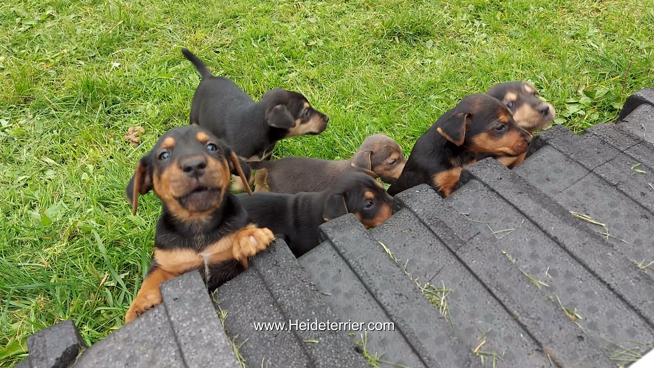Heideterrier Welpen von der Lönsmeute / Hilde x Aaron / 2021 / Saujagd ...