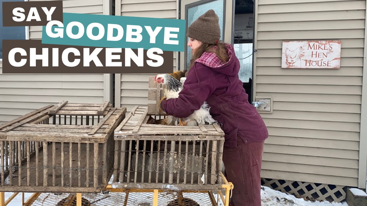 Where are the chickens going?? - YouTube