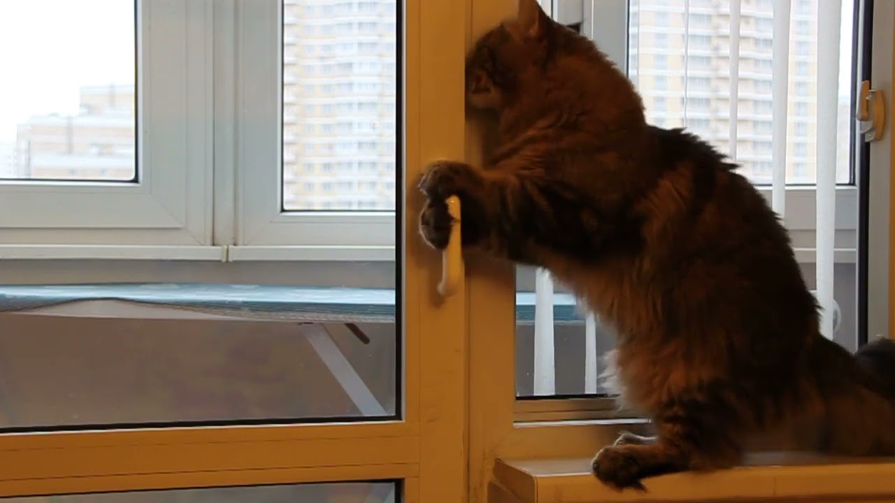 Gato abriendo la puerta - YouTube