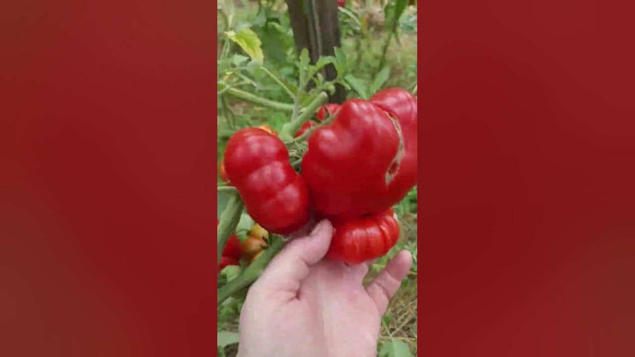Томат "Королевский подарок" - YouTube