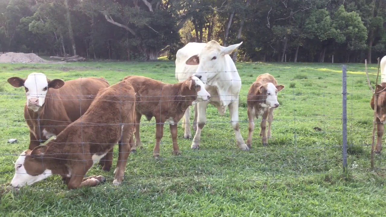 Golden light, baby cows & photography 1 - YouTube