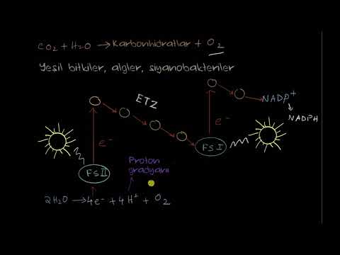 Anoksijenik (Oksijensiz) Fotosentez (Biyoloji)