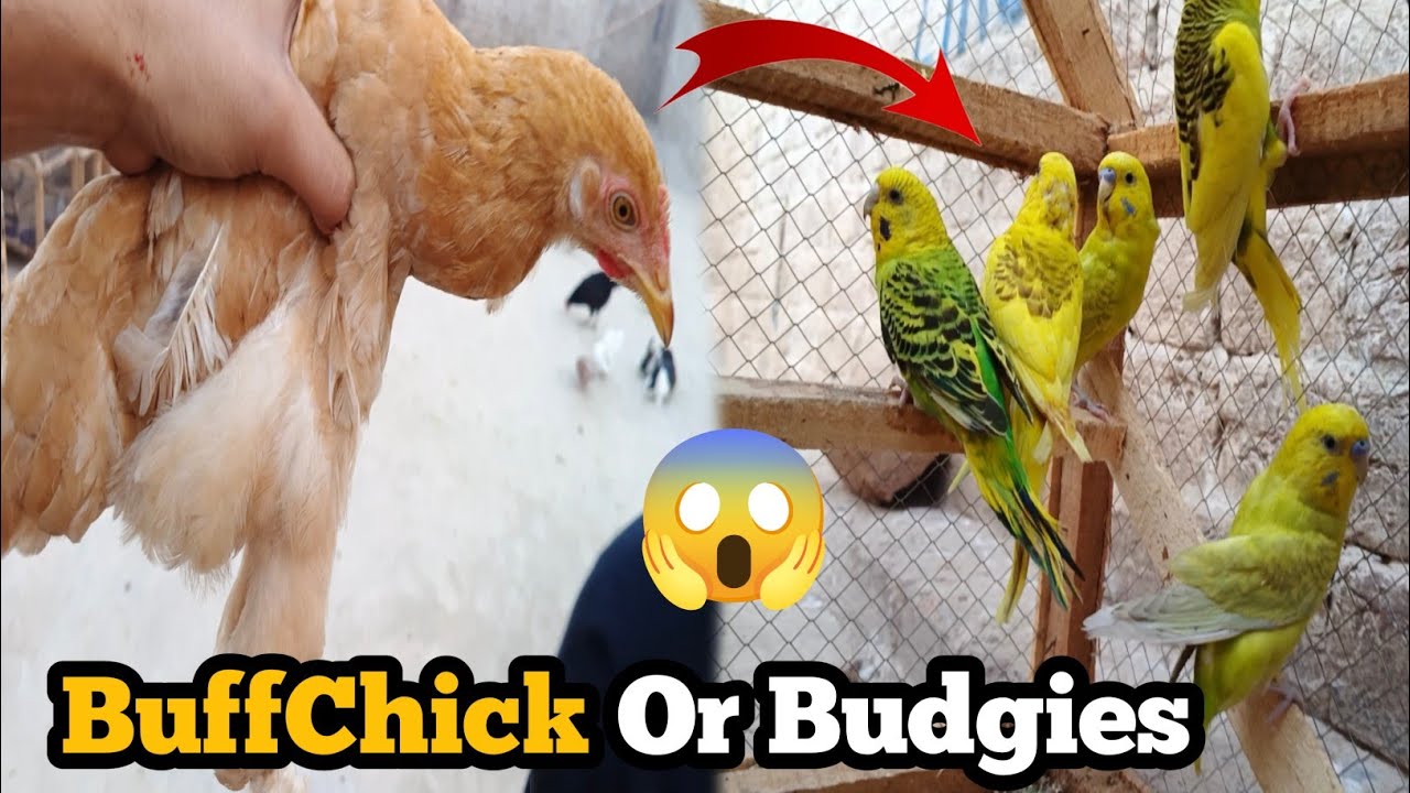 Budgies Or Buff chick Ko Le Kar Aye😱 - YouTube