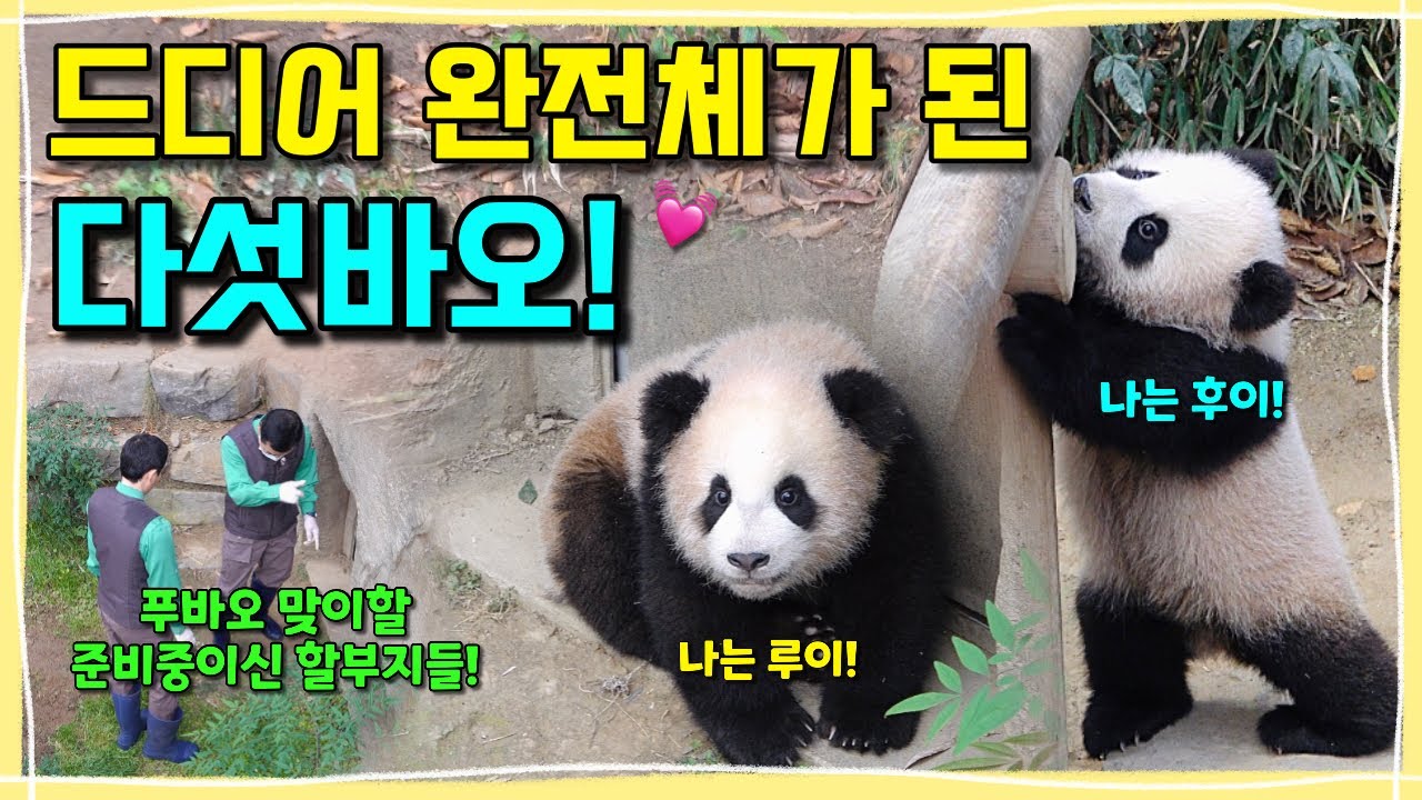 Ep225 드디어 첫 출근한 루이와 후이 아이바오💕이로써 완전체가 된 푸바오네 가족 기특했던 우리의 아기판다 푸바오와 슈퍼맨 할부지들까지🙋🏻♂️ㅣ에버랜드 판다