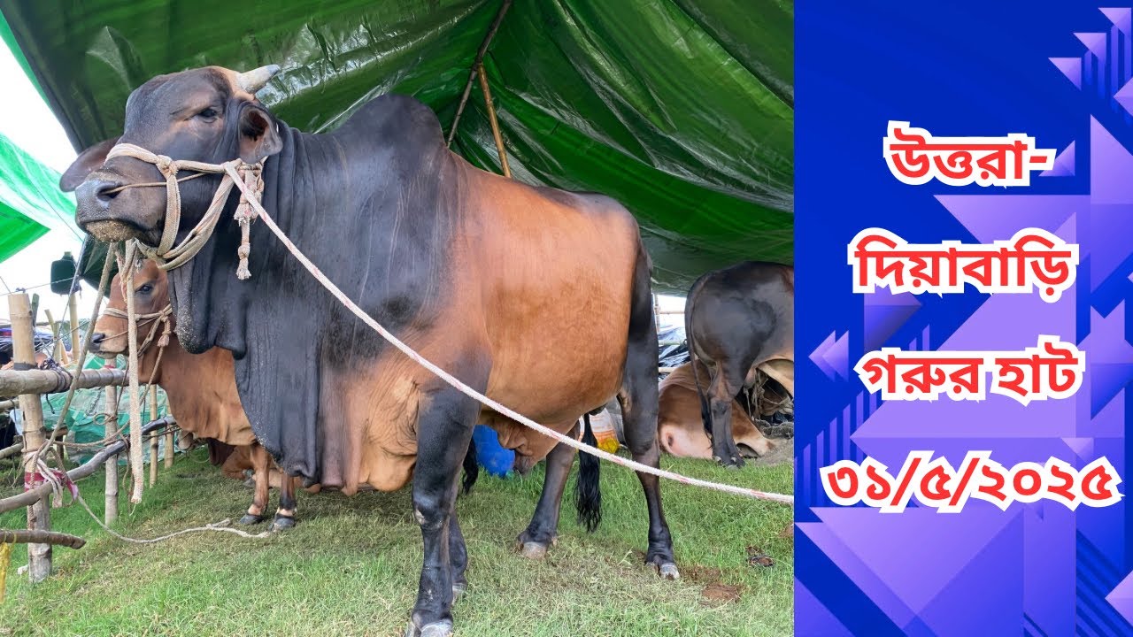 উত্তরা-দিয়াবাড়ি গরুর হাট বড় বড় সানডা গরু ৩১/৫/২০২৫ । Uttara-Diabari ...