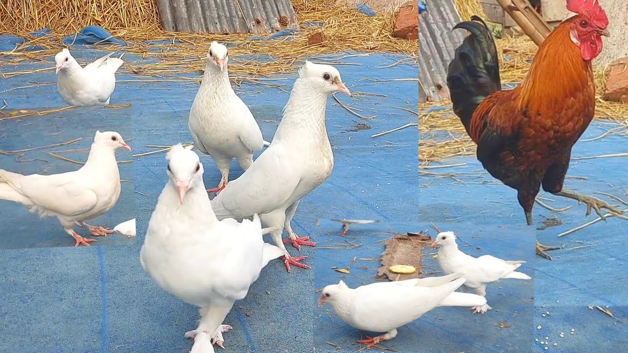Cute Pigeons And Rooster Feeding Rice - YouTube