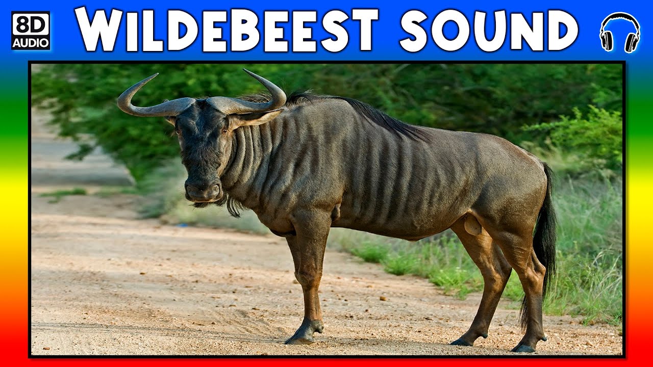 🦌 WILDEBEEST SOUND - WILDEBEEST SOUND EFFECT - SOUND OF WILDEBEEST - NOISE OF WILDEBEEST - YouTube