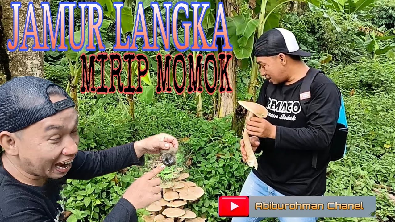 PENEMUAN JAMUR LANGKA YG MIRIP MOMOK - YouTube