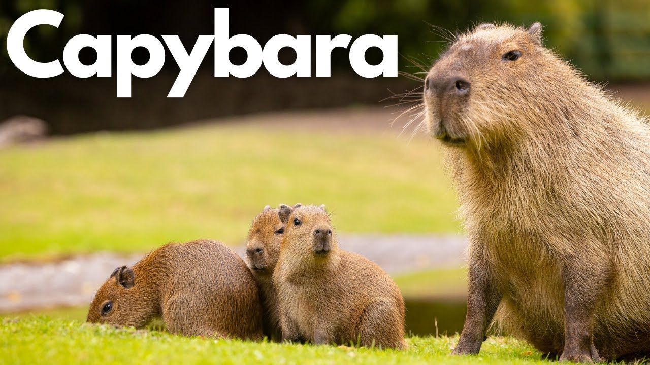 Capybara Chronicles: The Gentle Giants of the Animal Kingdom - YouTube