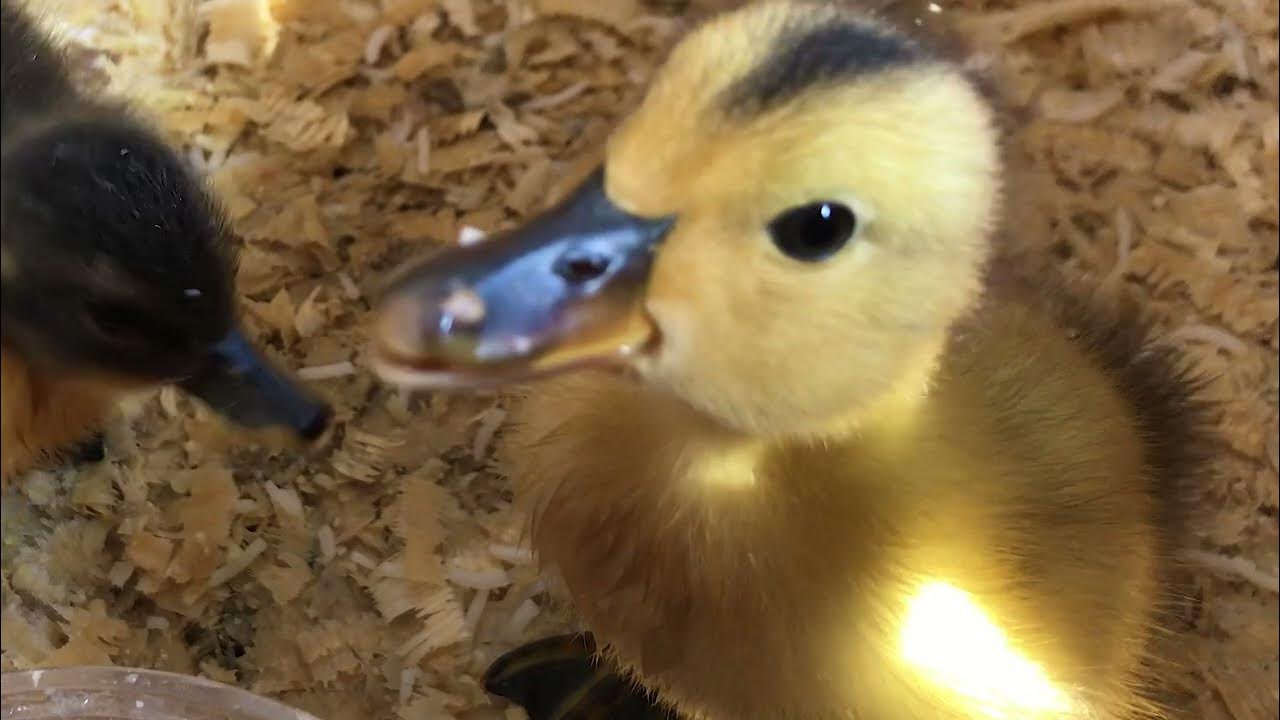 Wow Watch It ! I'm Feeding Our Cute Ducklings - YouTube