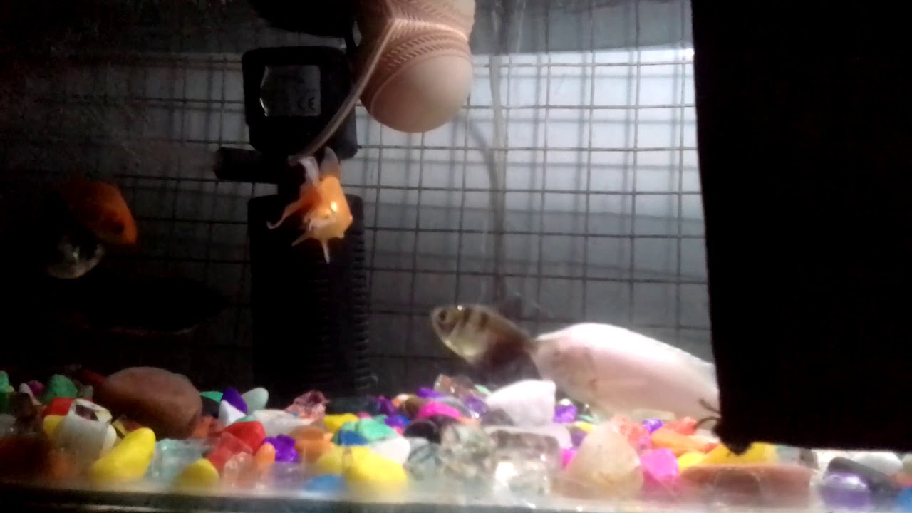 Kissing Gowrami: Pink Kissing Fish. - YouTube