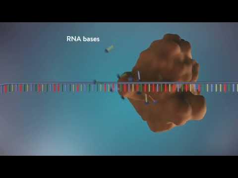 DNA replication, dna replication, 3d animation #medical #neet #biology ...