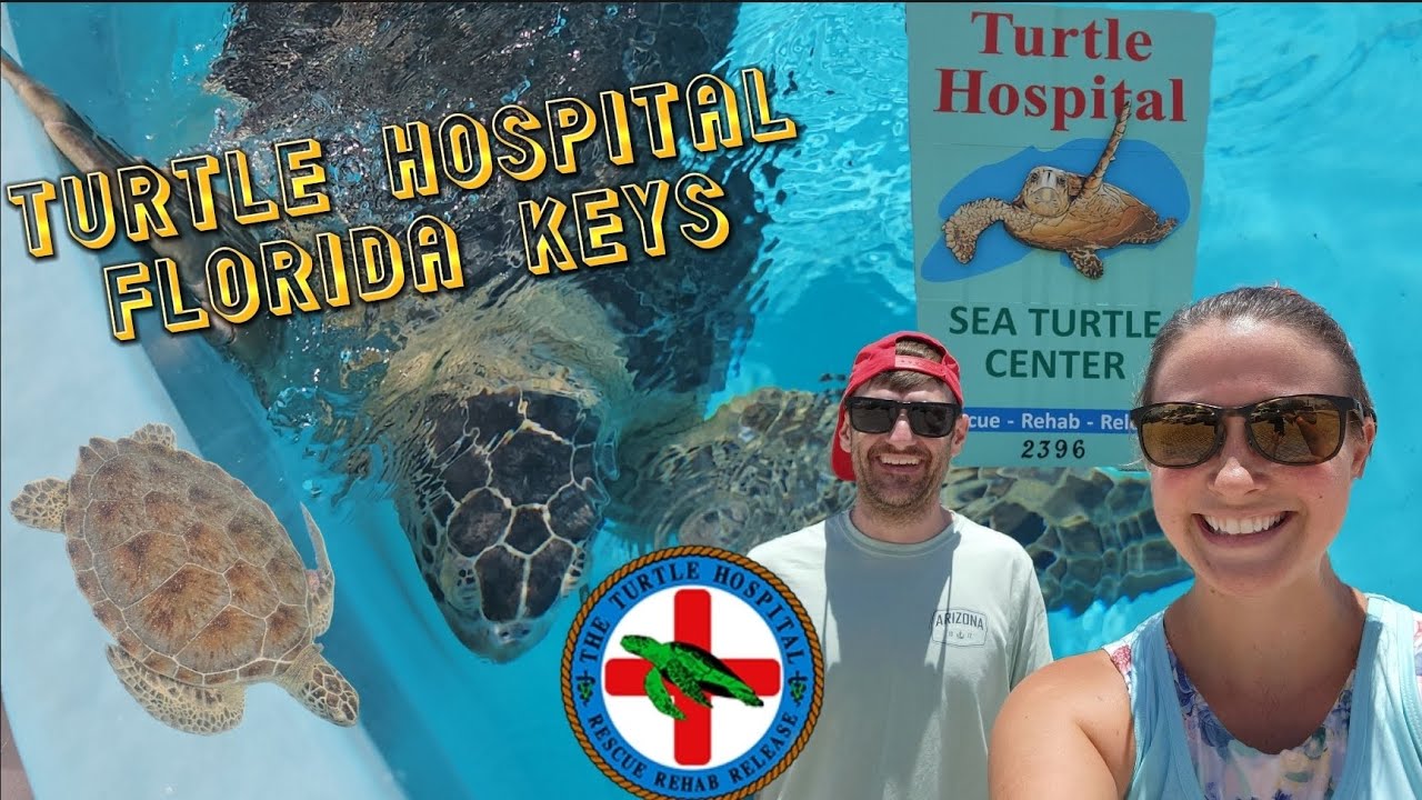 Turtle Hospital in the Florida Keys was incredible & a MUST-SEE ...