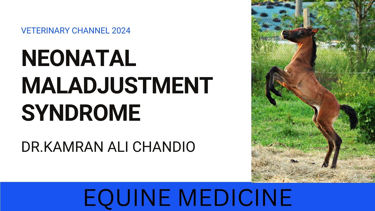 WHAT IS NEONATAL MALADJUSTMENT SYNDROME? - YouTube