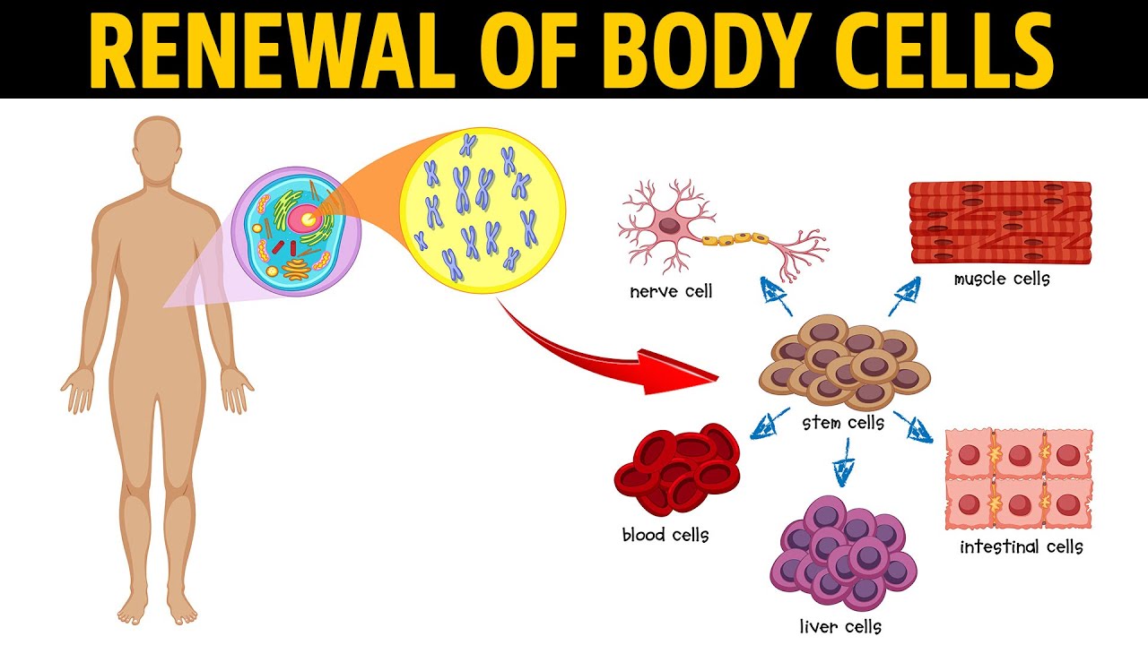 How Often Does Your Body Renew Itself 11 - YouTube