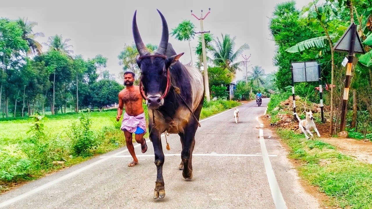kangeyam Bull running 💨 most height Indian breed Bull 👑 jallikattu ...