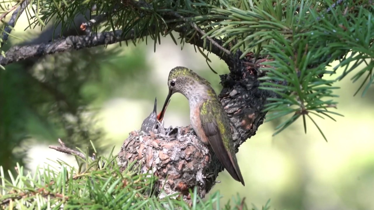 Hatchling to Fledgling in 4K - YouTube