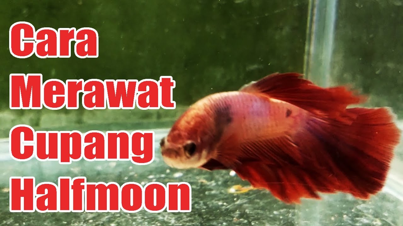 idamco - Cara Merawat Ikan Cupang Halfmoon Red - YouTube