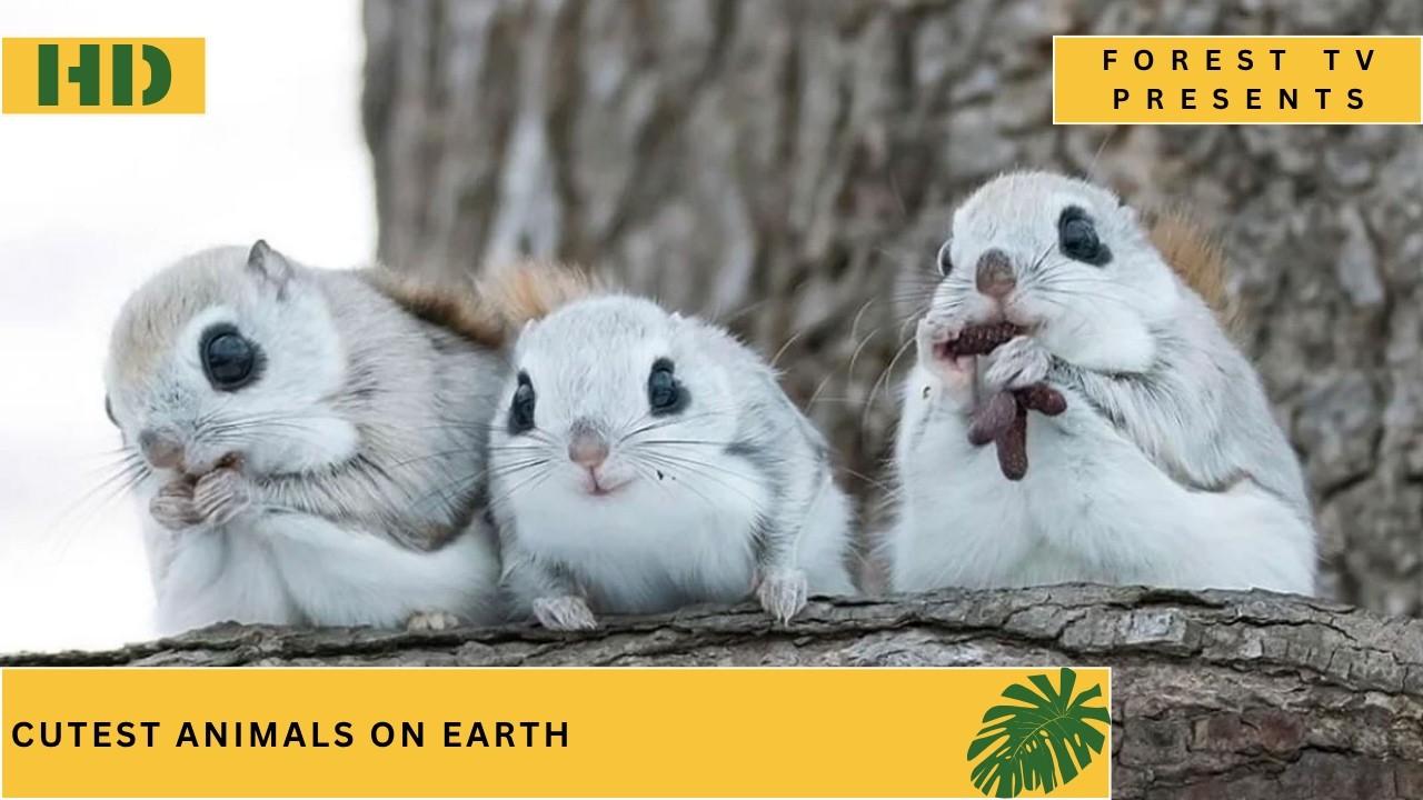 Warning: Too Cute to Handle! Cutest Animals On Earth | New Animal ...