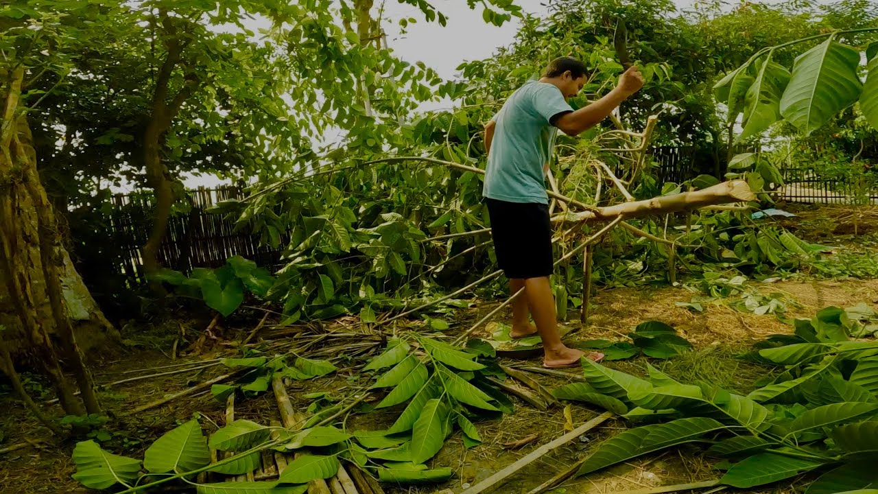 Today, it is the tree of Kadam, cutting down the branches of trees for ...