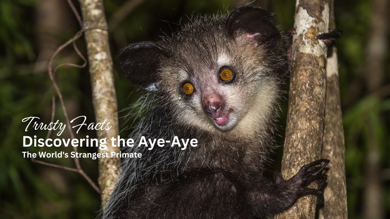 Discovering the Aye-Aye: The World's Strangest Primate - YouTube