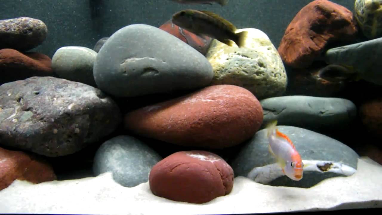 Pseudotropheus Sp. Perspicax "Red Top Ndumbi" Lake Malawi - YouTube