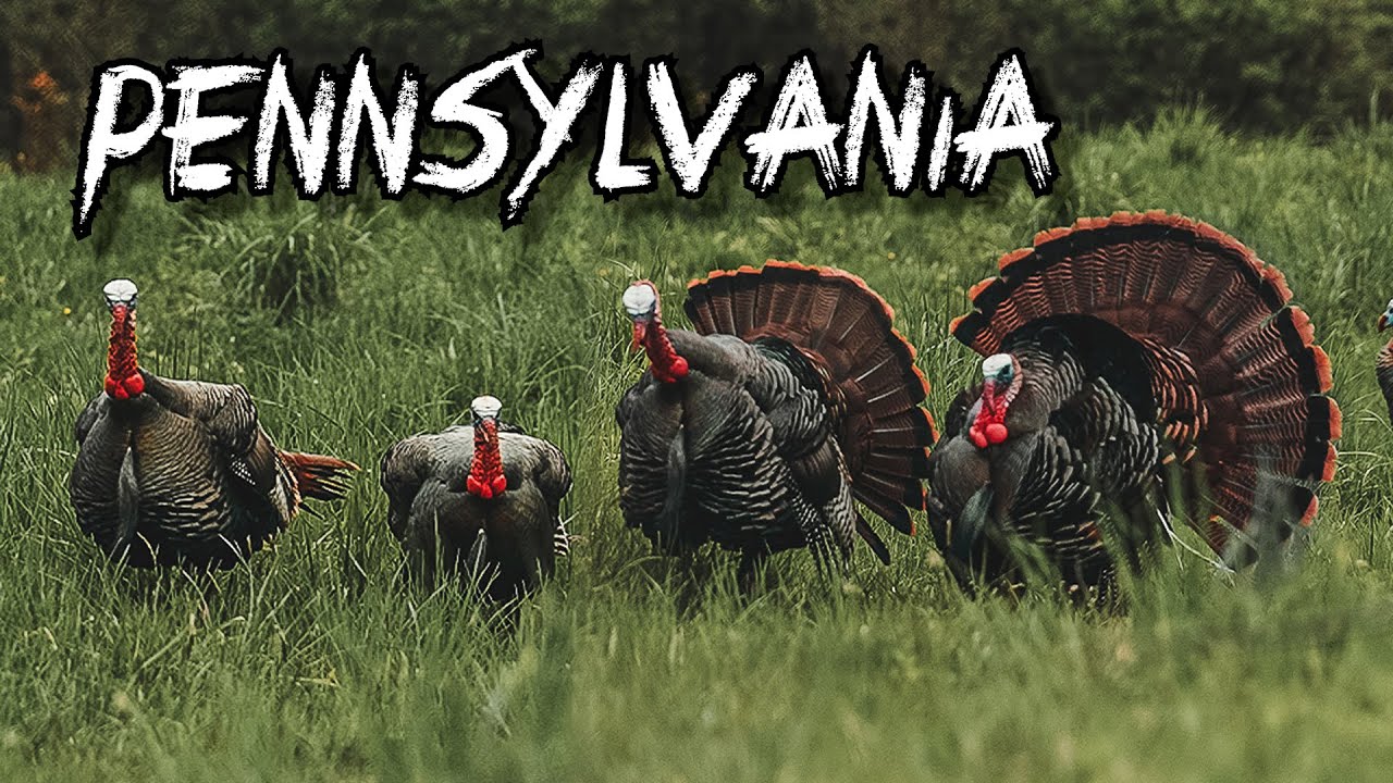 OPENING DAY PA TURKEY HUNTING | Getting Turkeys In CLOSE | Two Gobblers ...
