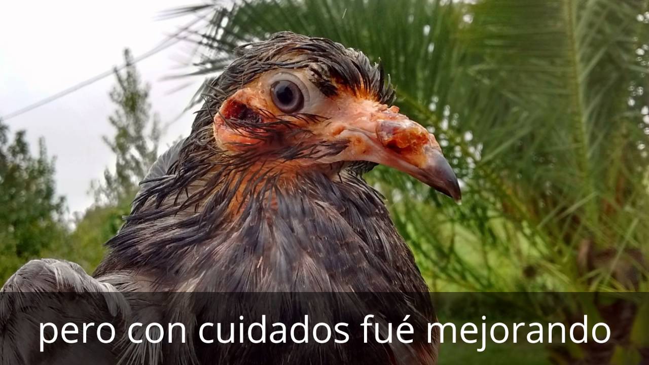 Ojitos, la paloma que se curó de viruela aviar - YouTube