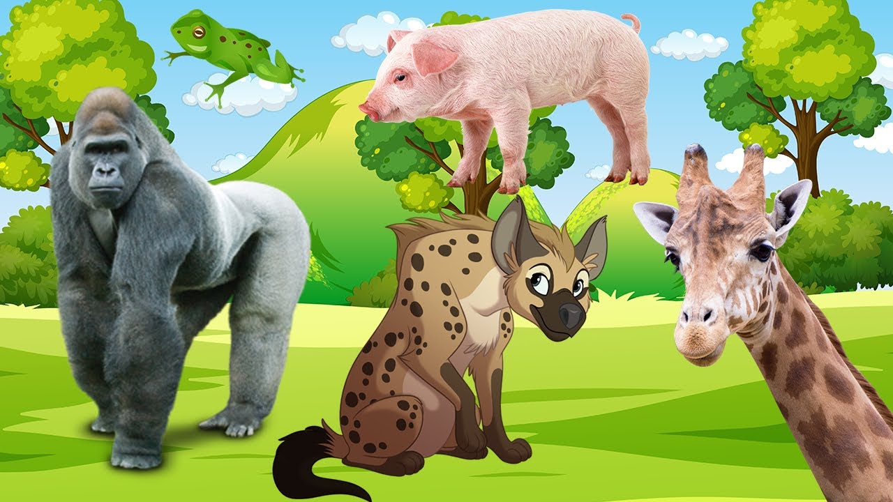 Funny Animals Sounds: Duck, Rabbit, Zebra, Chicken... | Animal Sounds ...