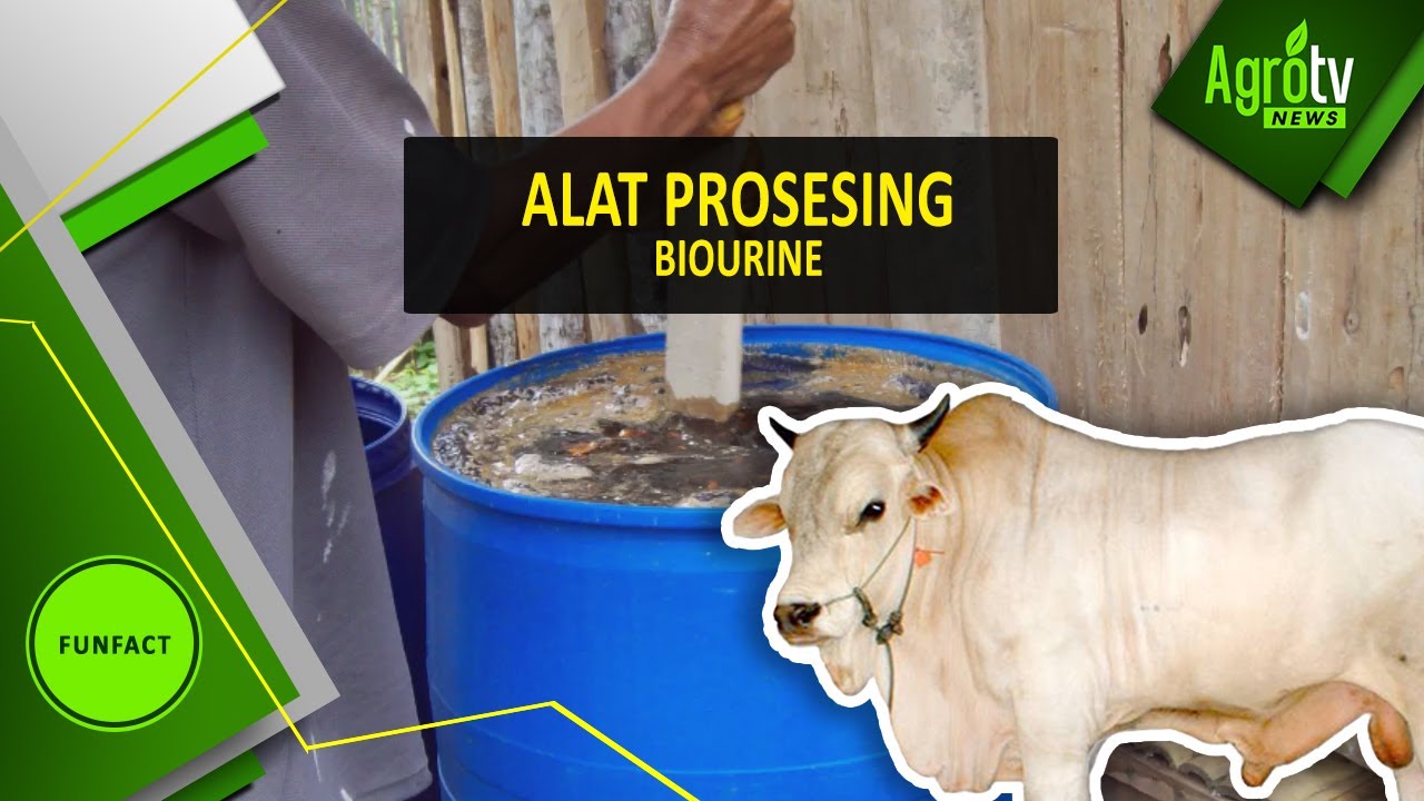 ALAT PROSESING BIOURINE - YouTube