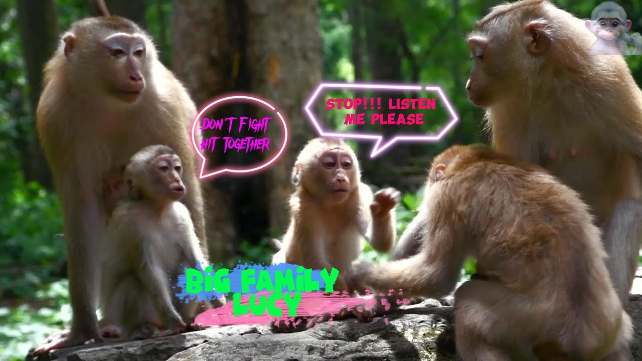 Nunna family monkeys, Rambo Lucy and many of their relatives. - YouTube