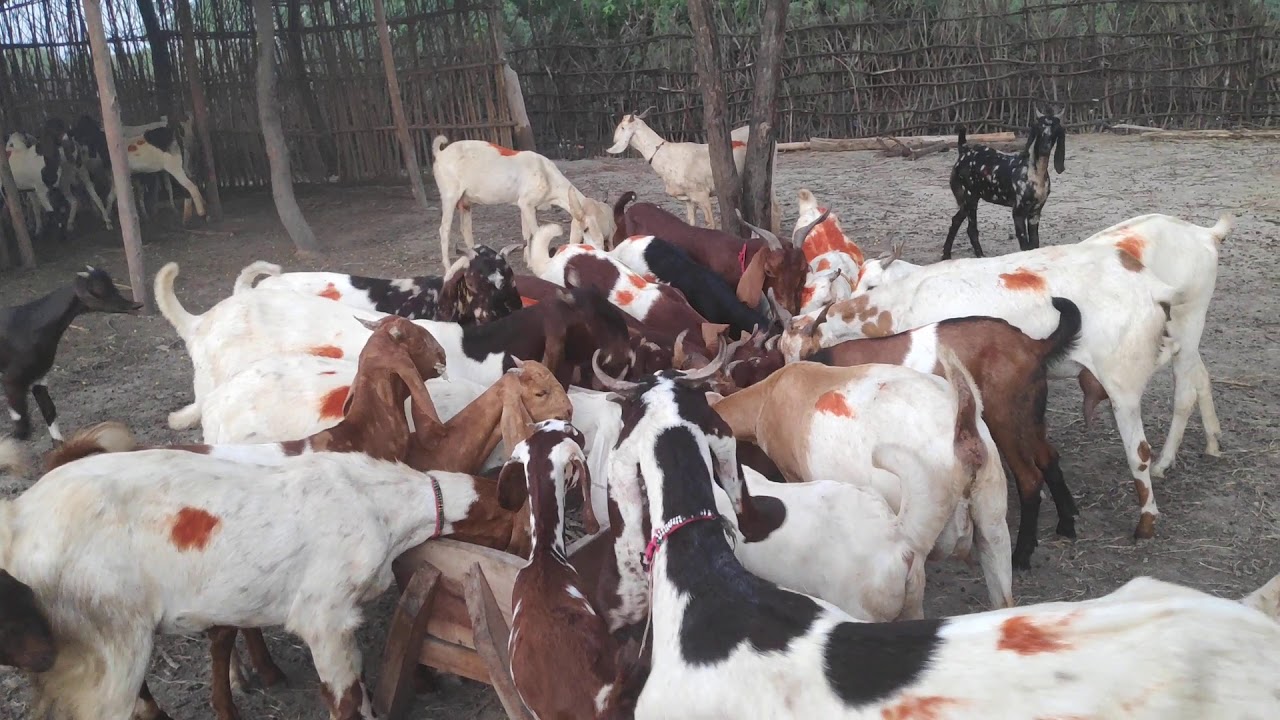 Kikkar ki pehliya (pelro) 20/8/2019 khushk saali ke dowran janwroon ke ...