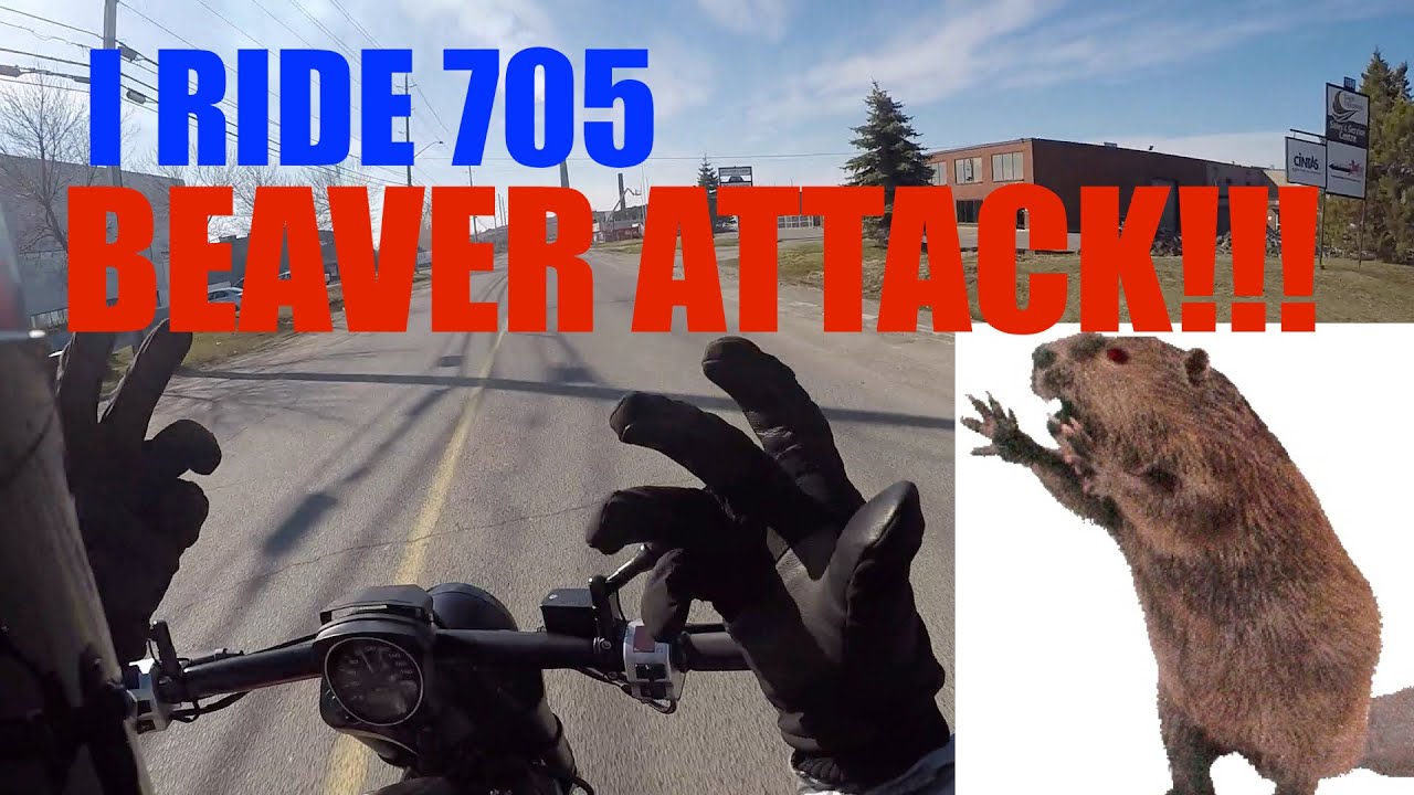 #8 BEAVER ATTACK COUGHT ON VIDEO!!! - YouTube