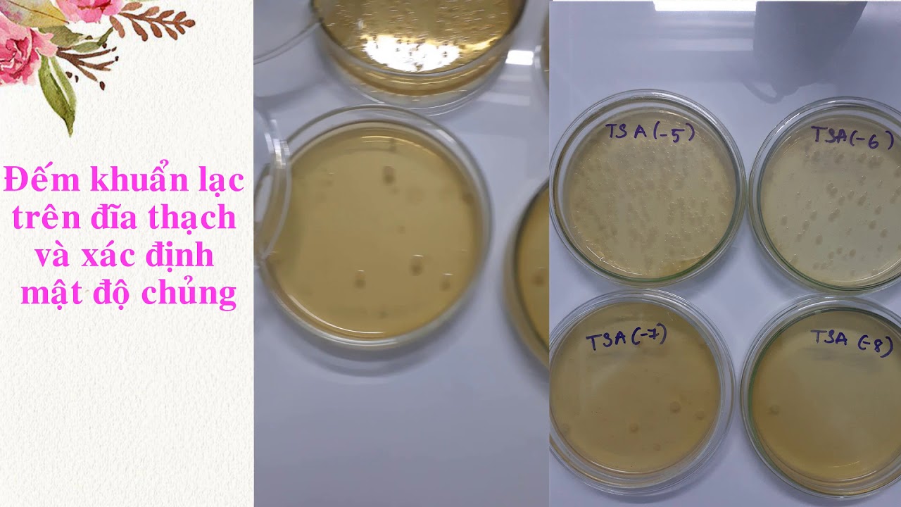 PHÂN TÍCH COLIFORM PHÂN PP MPN (SMEWW 9221E:2017) - YouTube