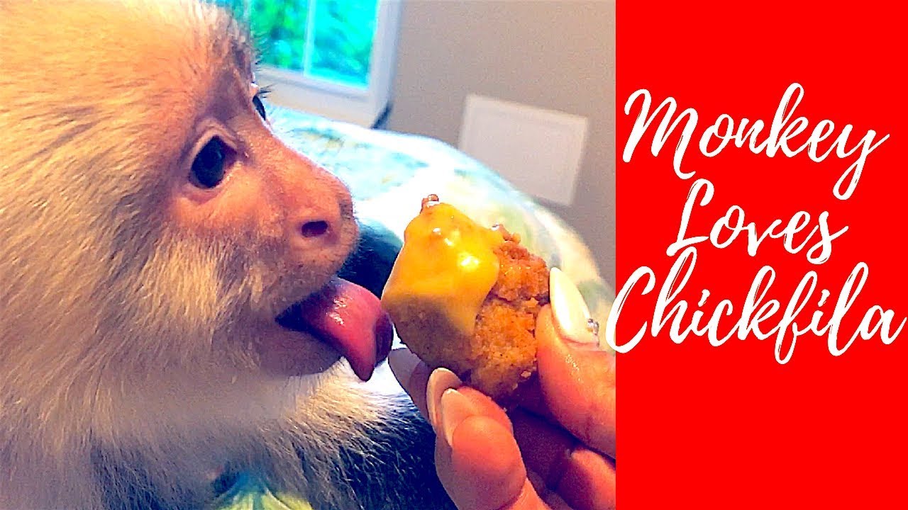 Capuchin Monkey LOVES Chick fil A - YouTube