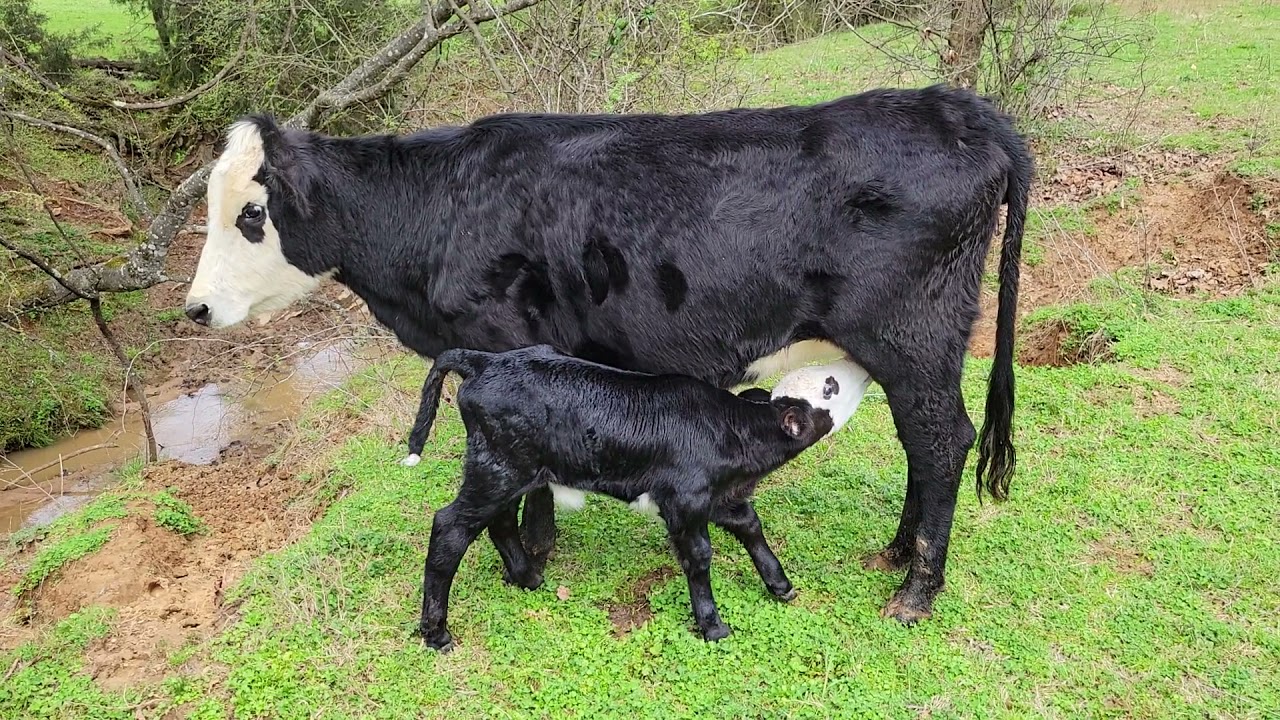 Calf nursing - YouTube