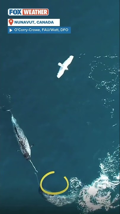 Drone Video Shows Narwhals Using Tusks To Play, Hunt - YouTube
