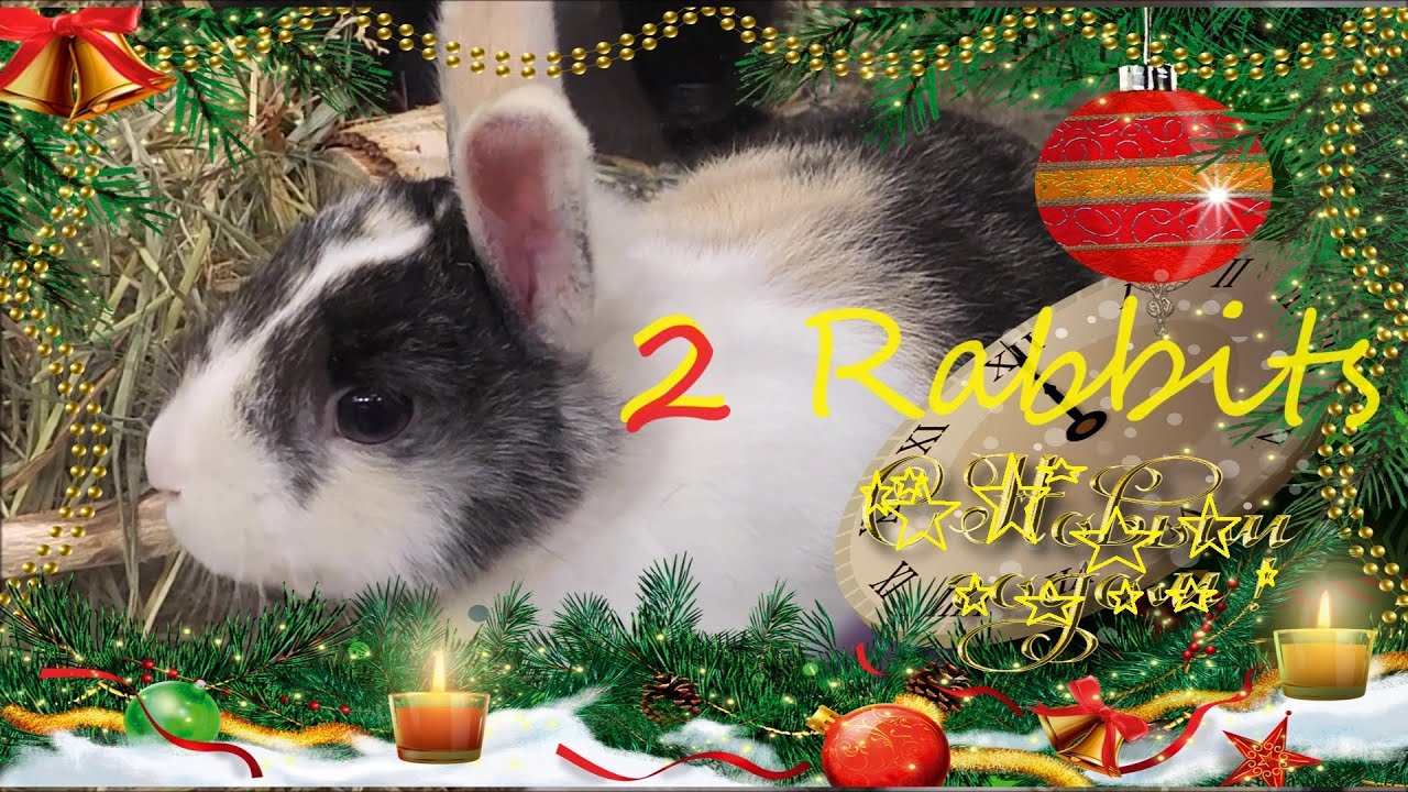 The Rabbits are Tired of Celebrating Christmas. Mood on December 11th ...
