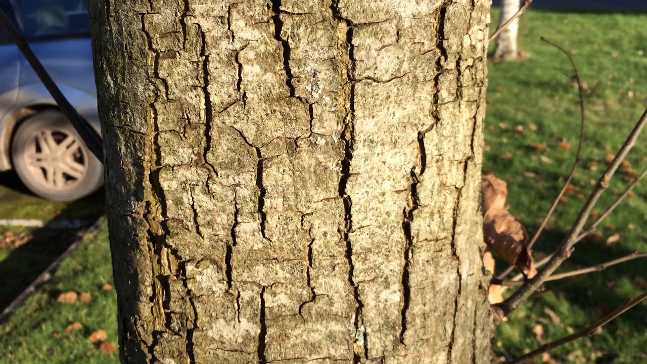 Sweet Chestnut (Castanea sativa) - trunk close up - February 2018 - YouTube