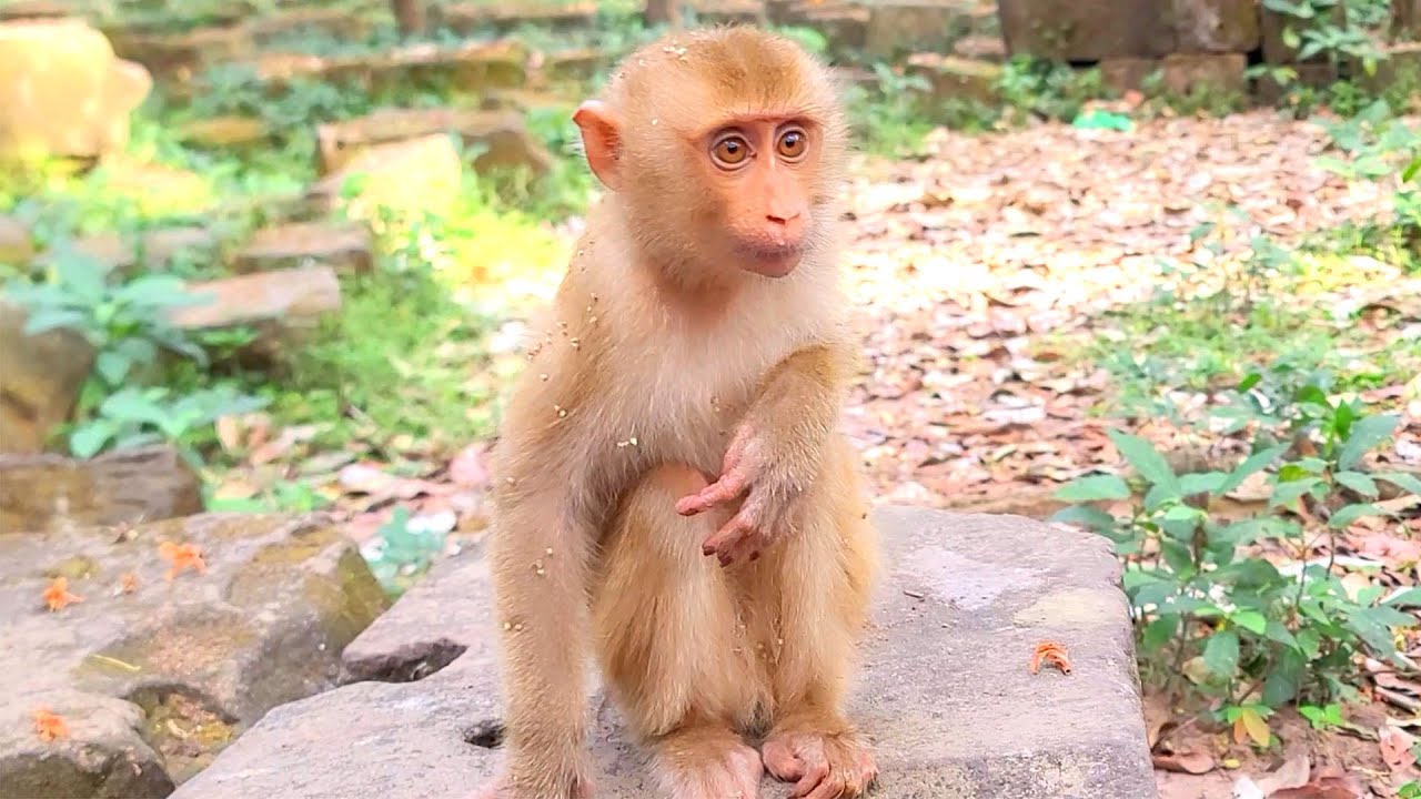 New abandoned Monkeys try to run find other help - YouTube