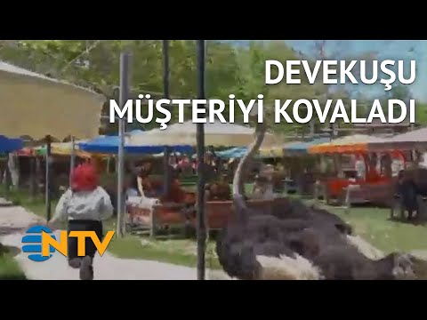 @NTV Müşteri kaçtı deve kuşu kovaladı