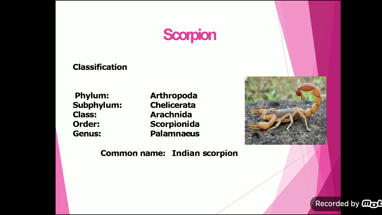Scorpion - Respiratory and Excretory system - YouTube